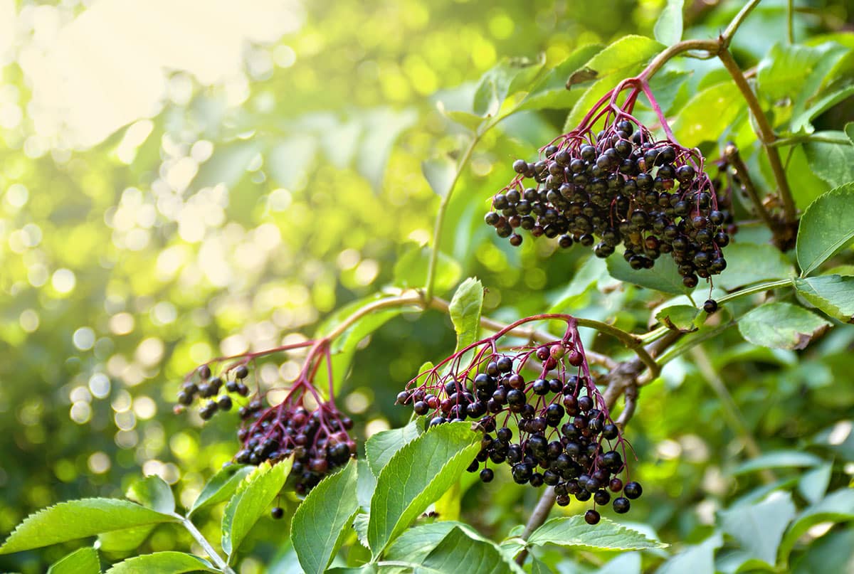Harvesting Elderberries - How to Harvest and Cook Elderberries Harvesting Elderberries - How to Harvest and Cook Elderberries
